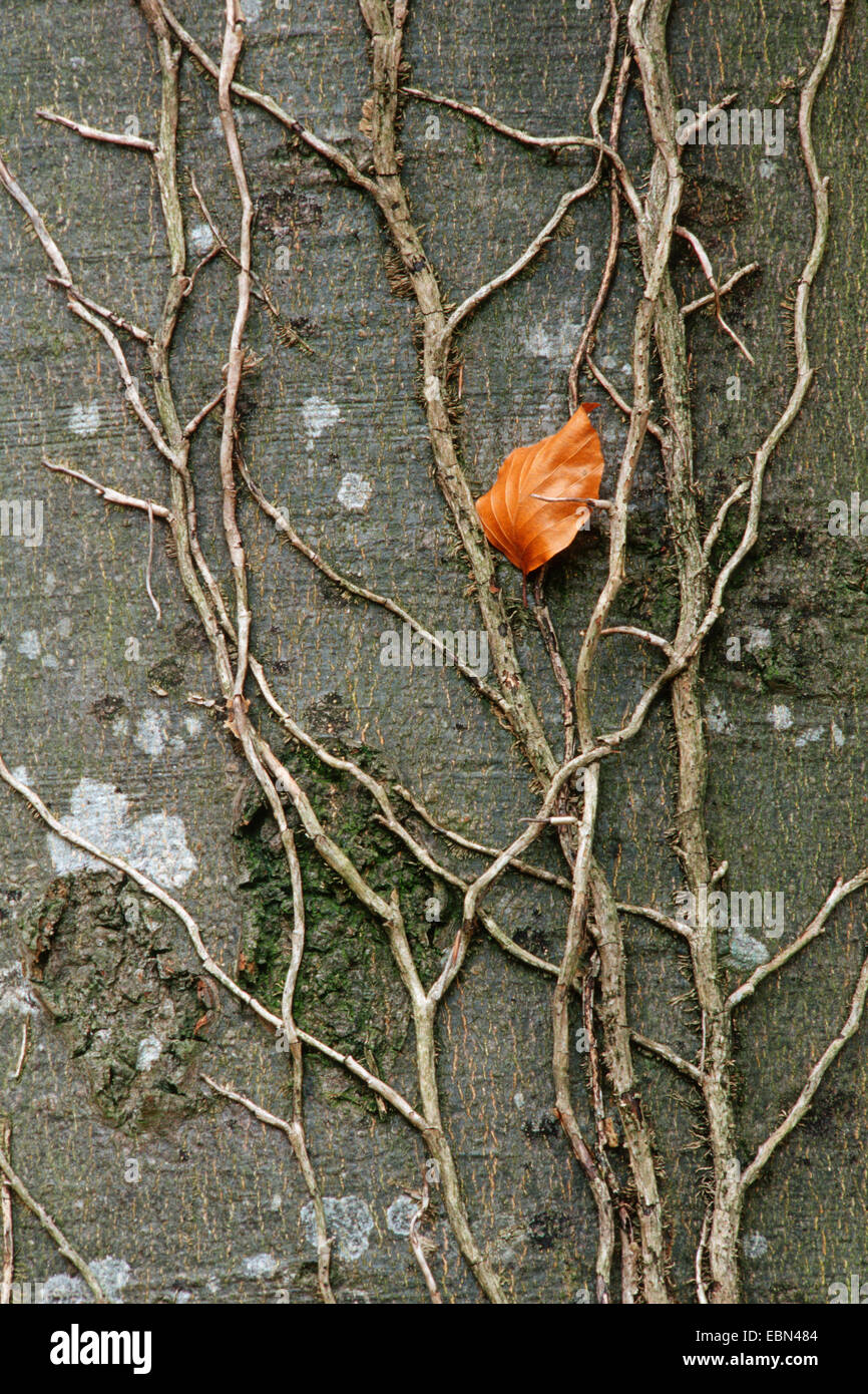 common beech (Fagus sylvatica), ivy roots on beech tree trunk, Germany ...