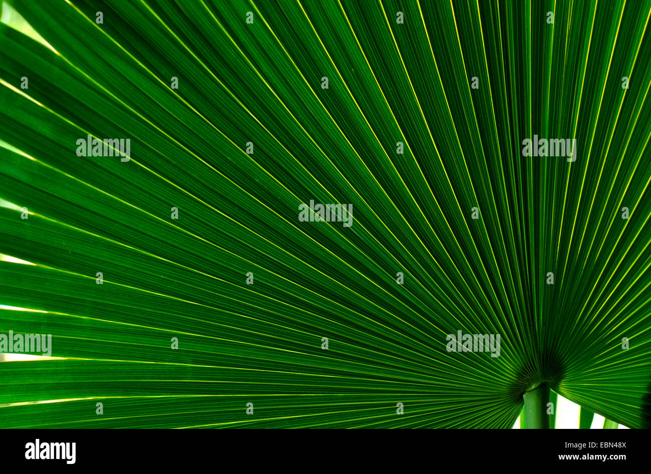 Thrinax palm (Thrinax spec.), leaf Stock Photo - Alamy