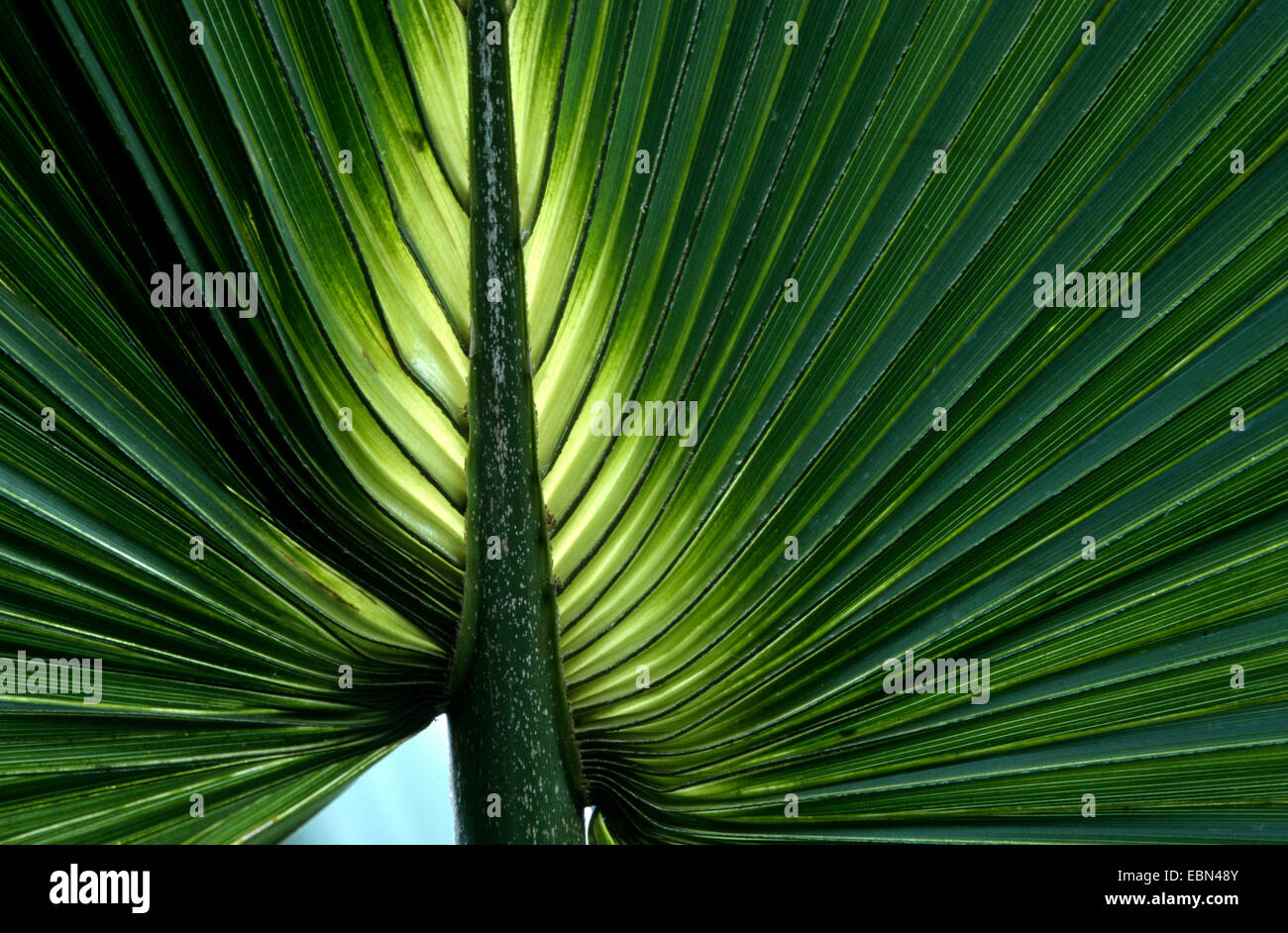 Brahea palm (Brahea calcarea), leaf Stock Photo - Alamy