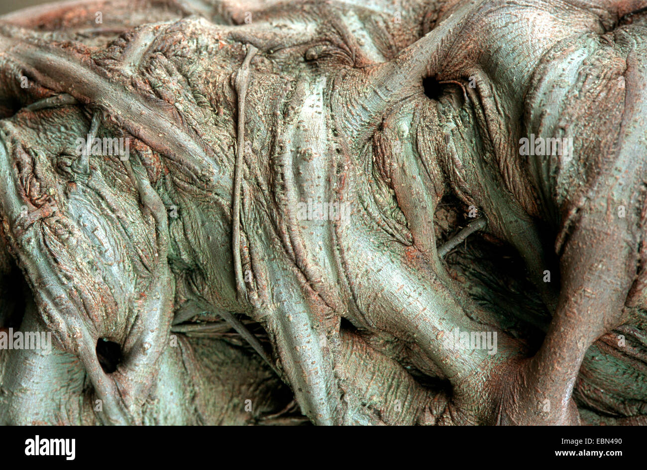 fig (Ficus spec.), log of a fig tree Stock Photo - Alamy