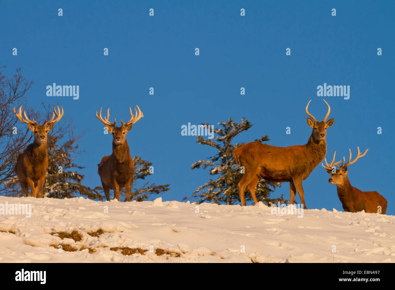 Blue bulls hi-res stock photography and images - Alamy