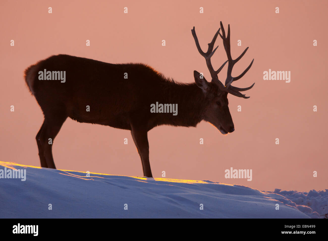 Bull silhouettes hi-res stock photography and images - Alamy