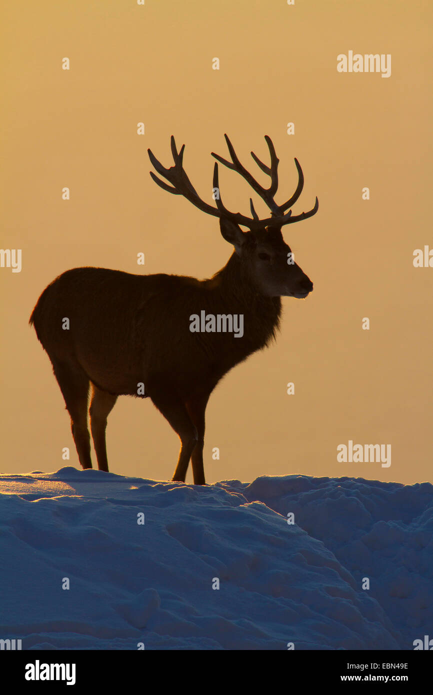 Bull on field hi-res stock photography and images - Alamy