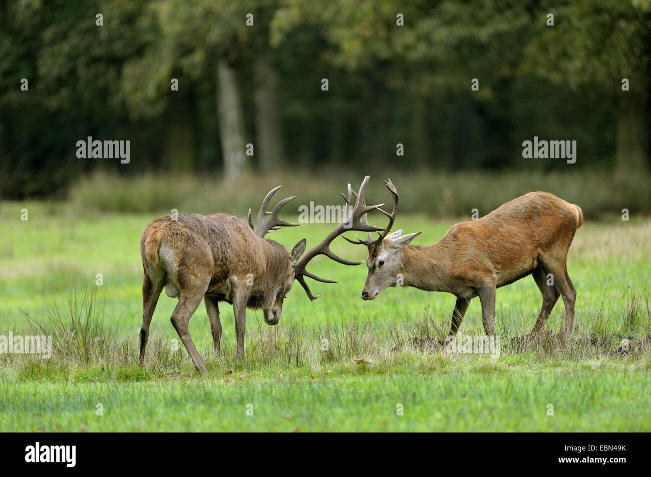 red deer (Cervus elaphus), adult bull and about four year old bull ...