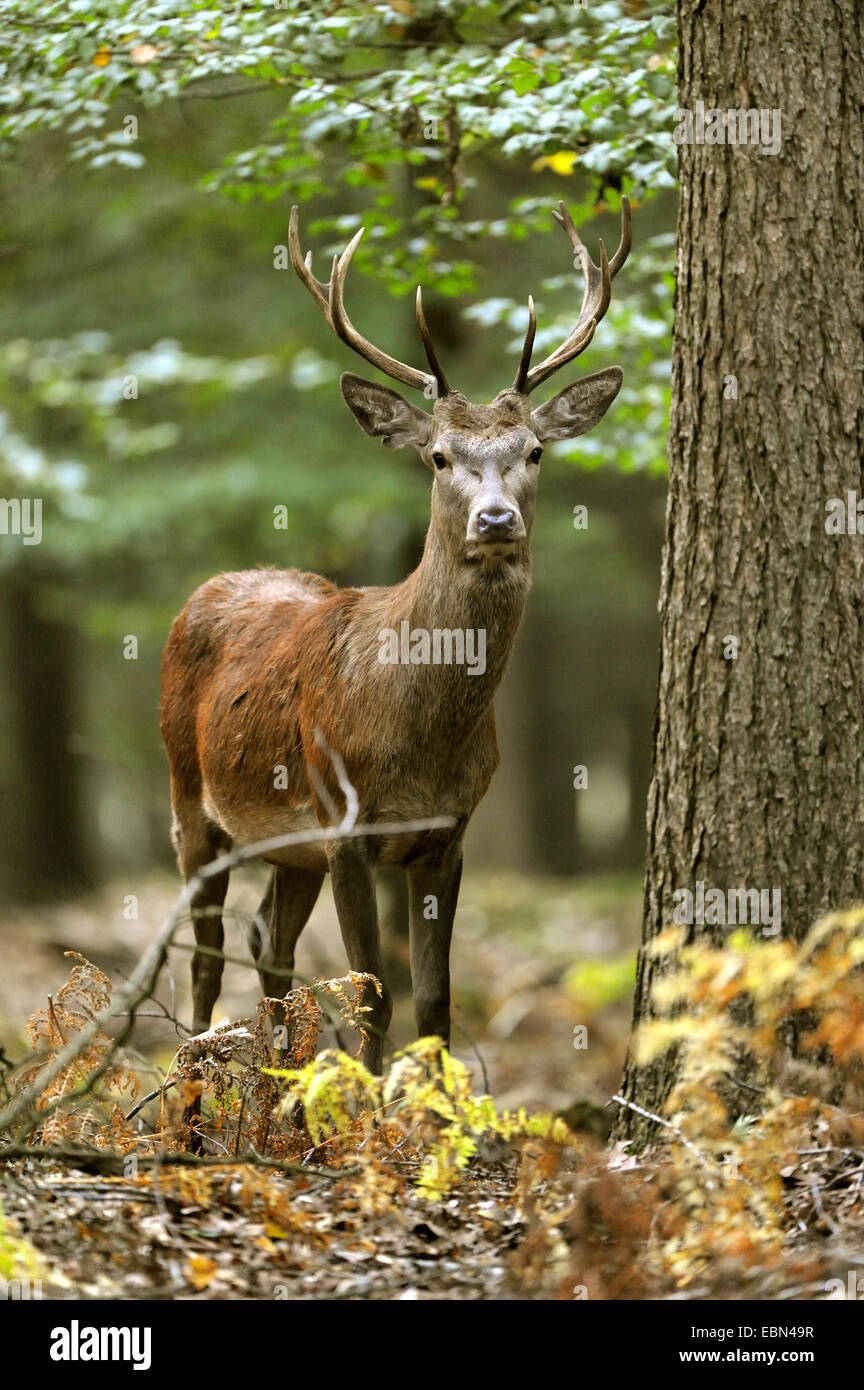 Four seasons of the year hi-res stock photography and images - Alamy