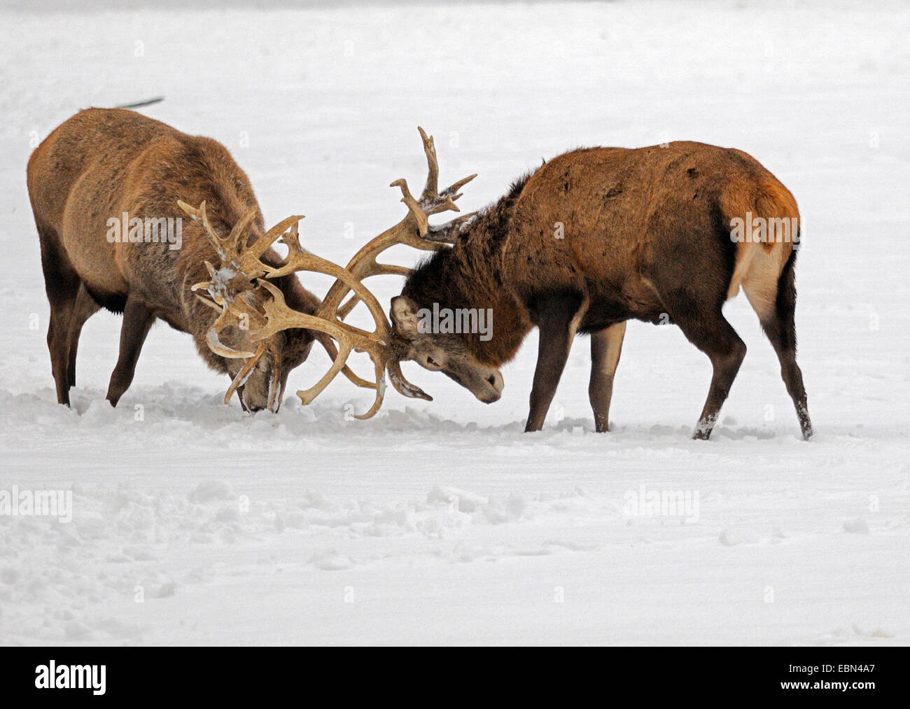 Against each other hi-res stock photography and images - Alamy