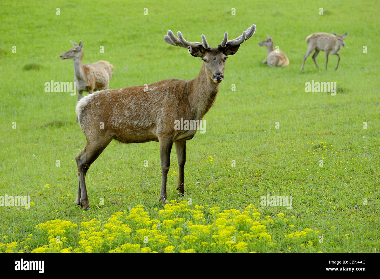 Bull And Hind Standing High Resolution Stock Photography and Images - Alamy