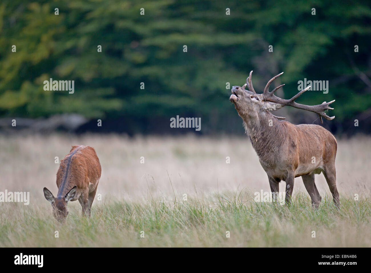 red deer (Cervus elaphus), roaring stag with hind, Denmark, Seeland ...
