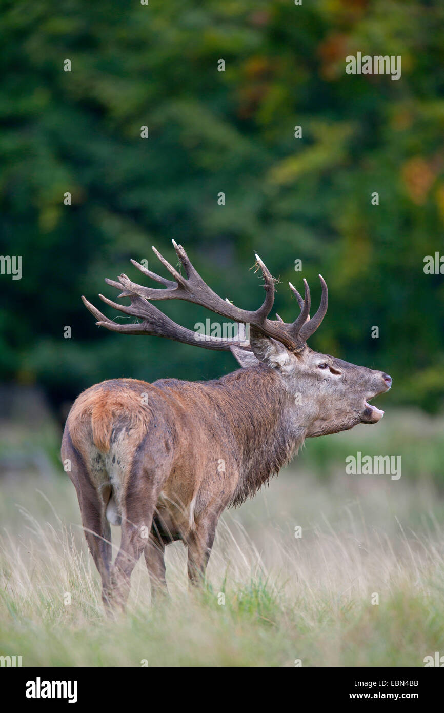 Back of stag hi-res stock photography and images - Alamy