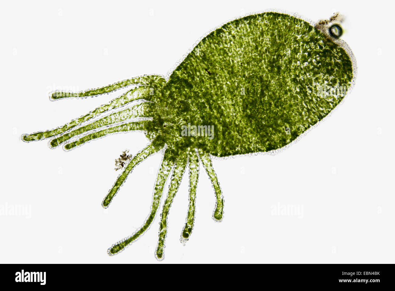 green hydra (Chlorohydra viridissima, Hydra viridis), cut out Stock ...