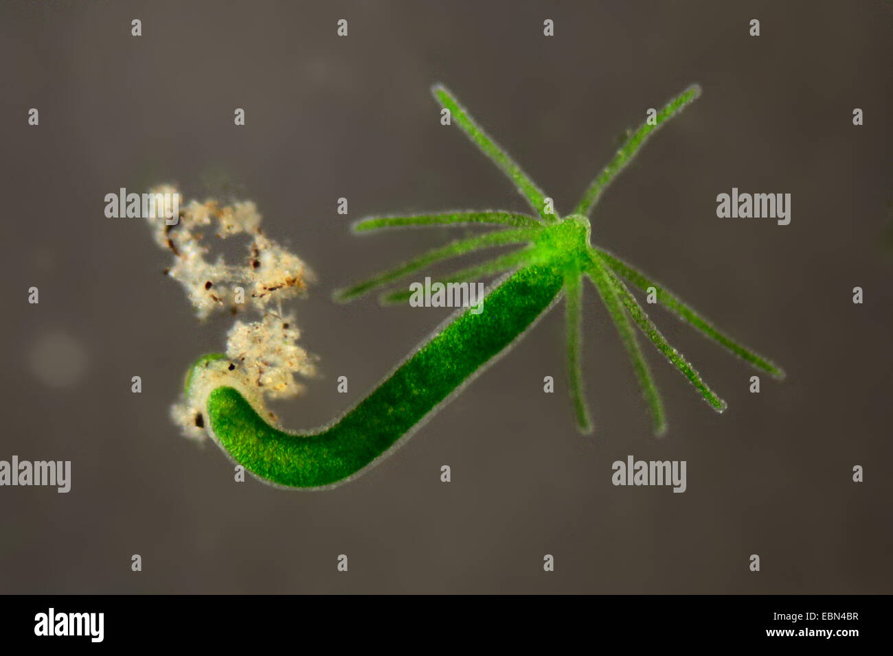 green hydra (Chlorohydra viridissima, Hydra viridis), in darkfield ...
