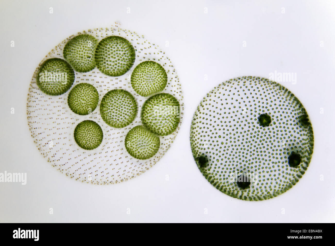 Volvox Microscope Labeled