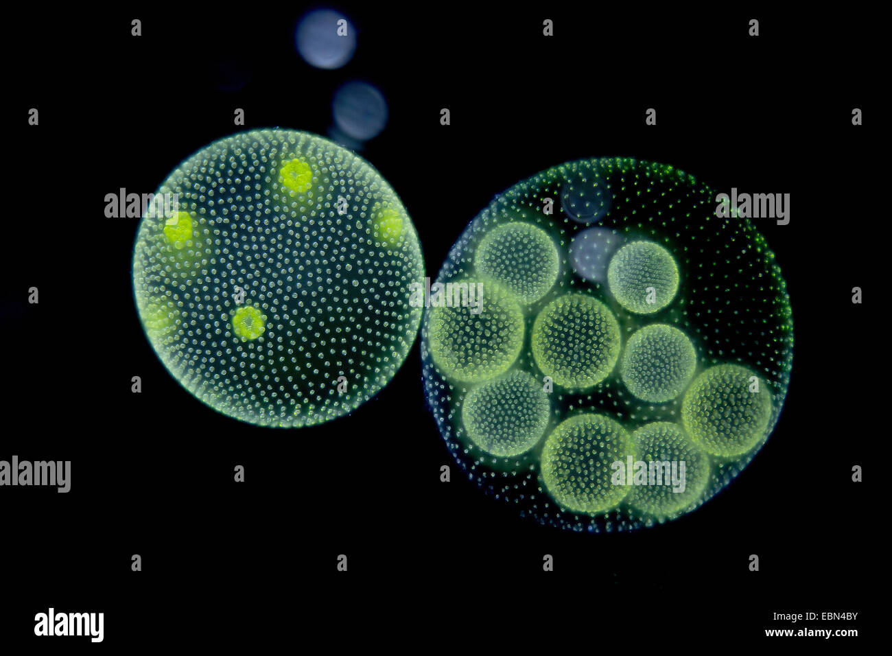 Volvox plant hi-res stock photography and images - Alamy