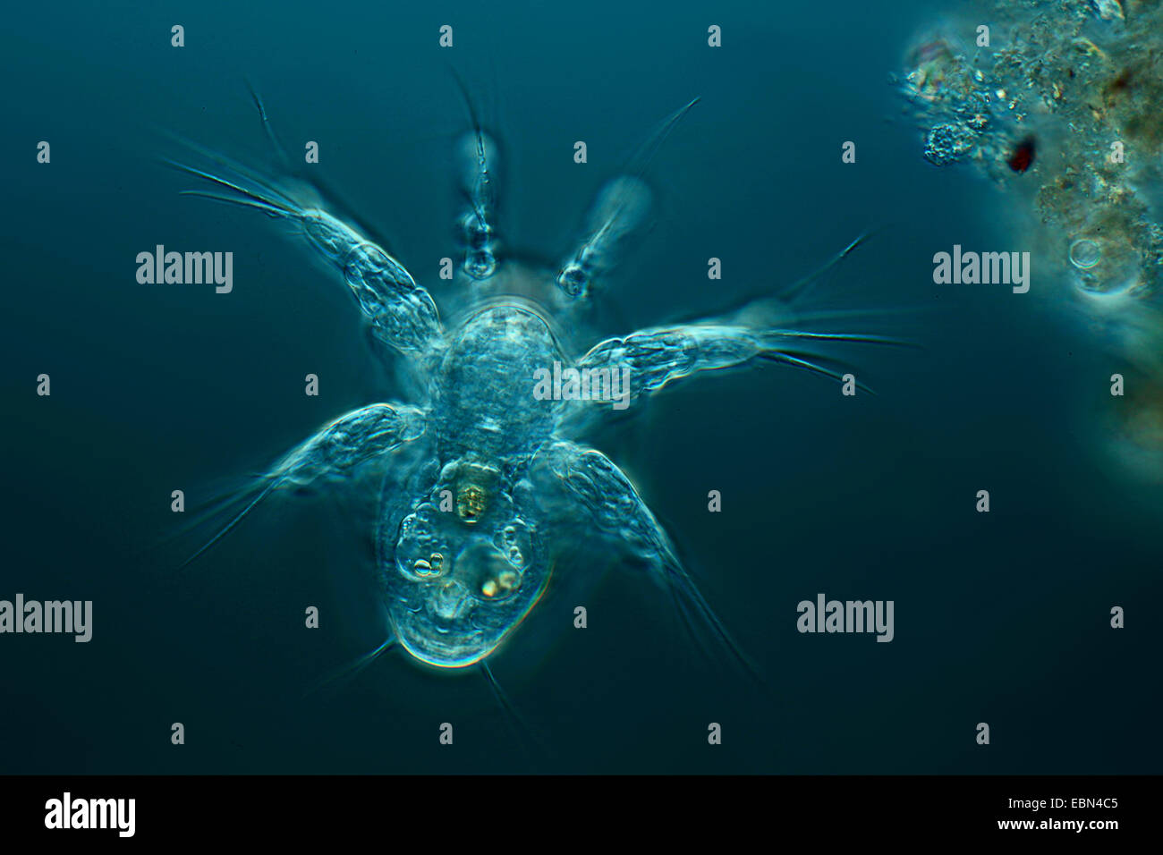 Nauplius larva hi-res stock photography and images - Alamy