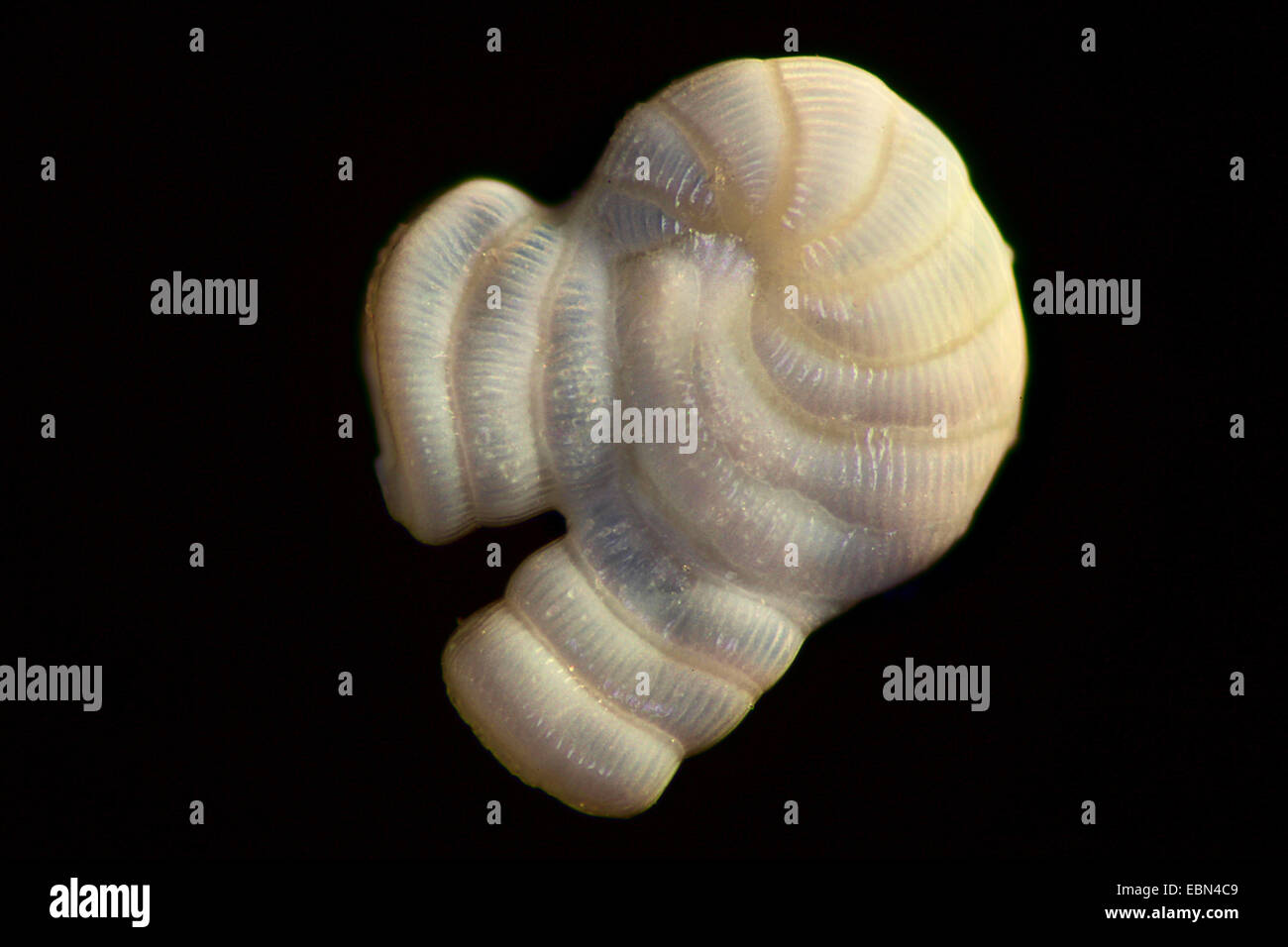 Foraminifera forams hi-res stock photography and images - Alamy