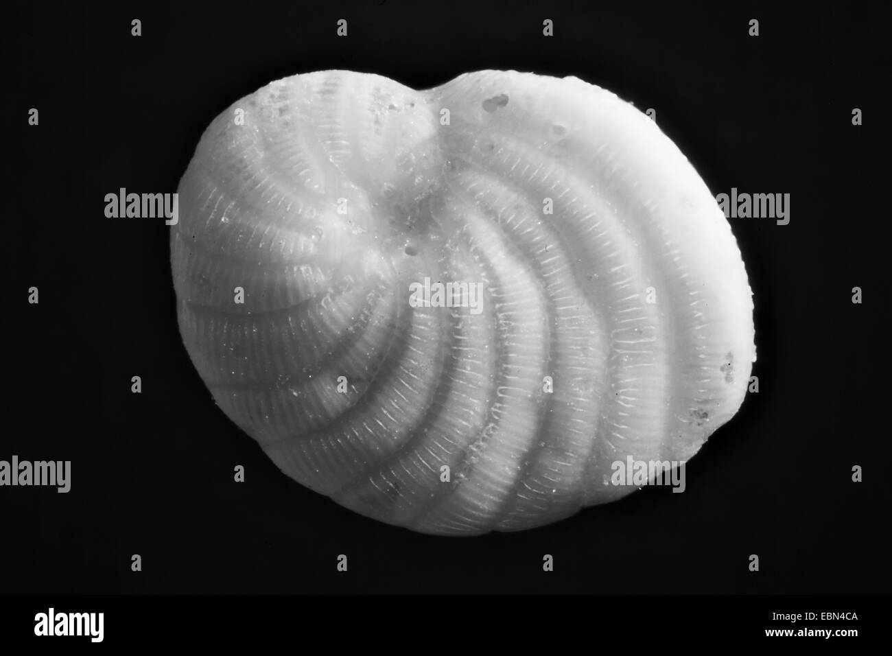 Protist protists Black and White Stock Photos & Images - Alamy