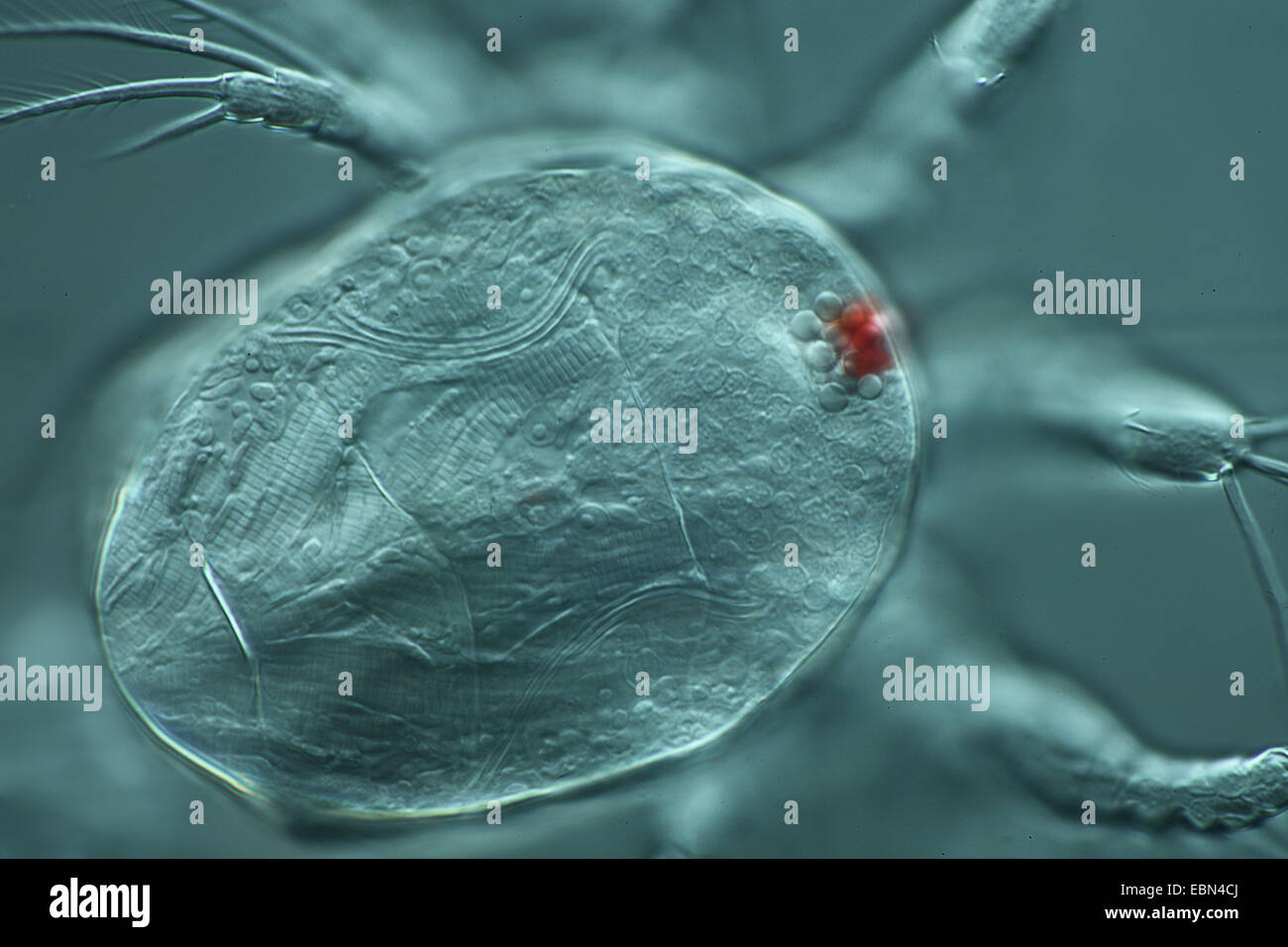 Nauplius larva hi-res stock photography and images - Alamy