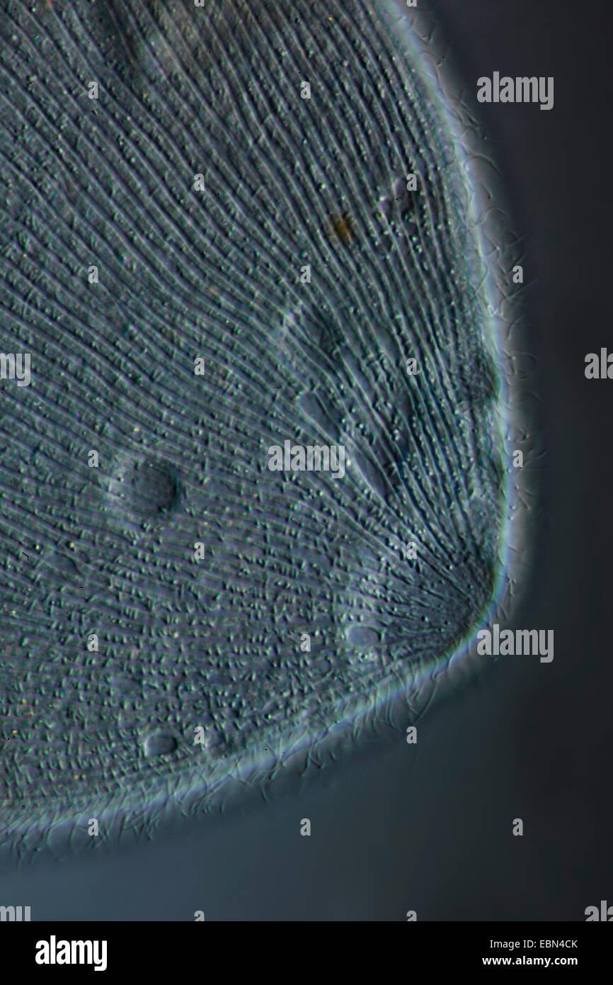 Ciliates ciliata hi-res stock photography and images - Alamy