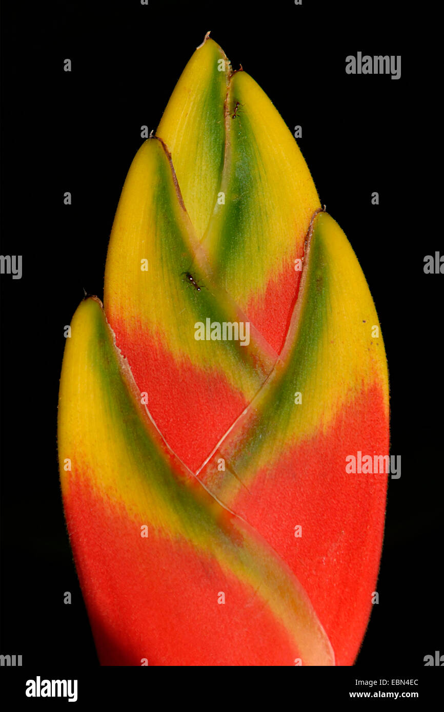 Nature part Cut Out Stock Images & Pictures - Alamy