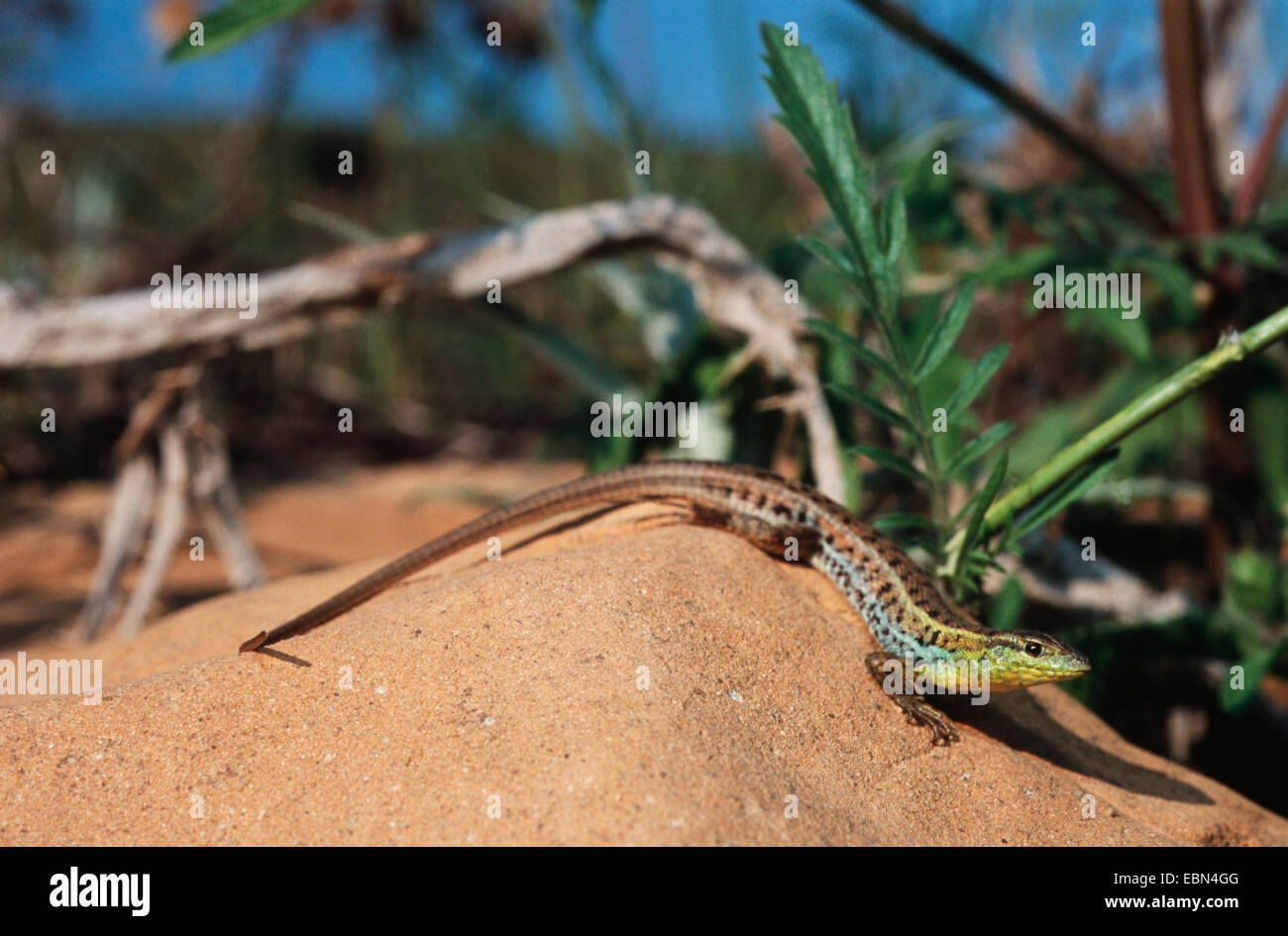 European Snake-eyed Lizard (Ophisops elegans), male, Greece, Limnos ...