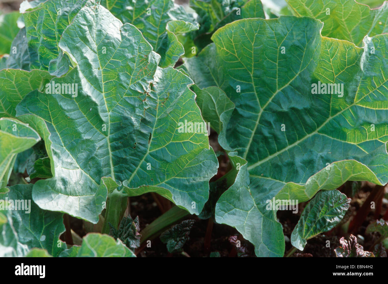 rhubarb (Rheum rhaponticum, Rheum rhabarbarum), leaves Stock Photo - Alamy