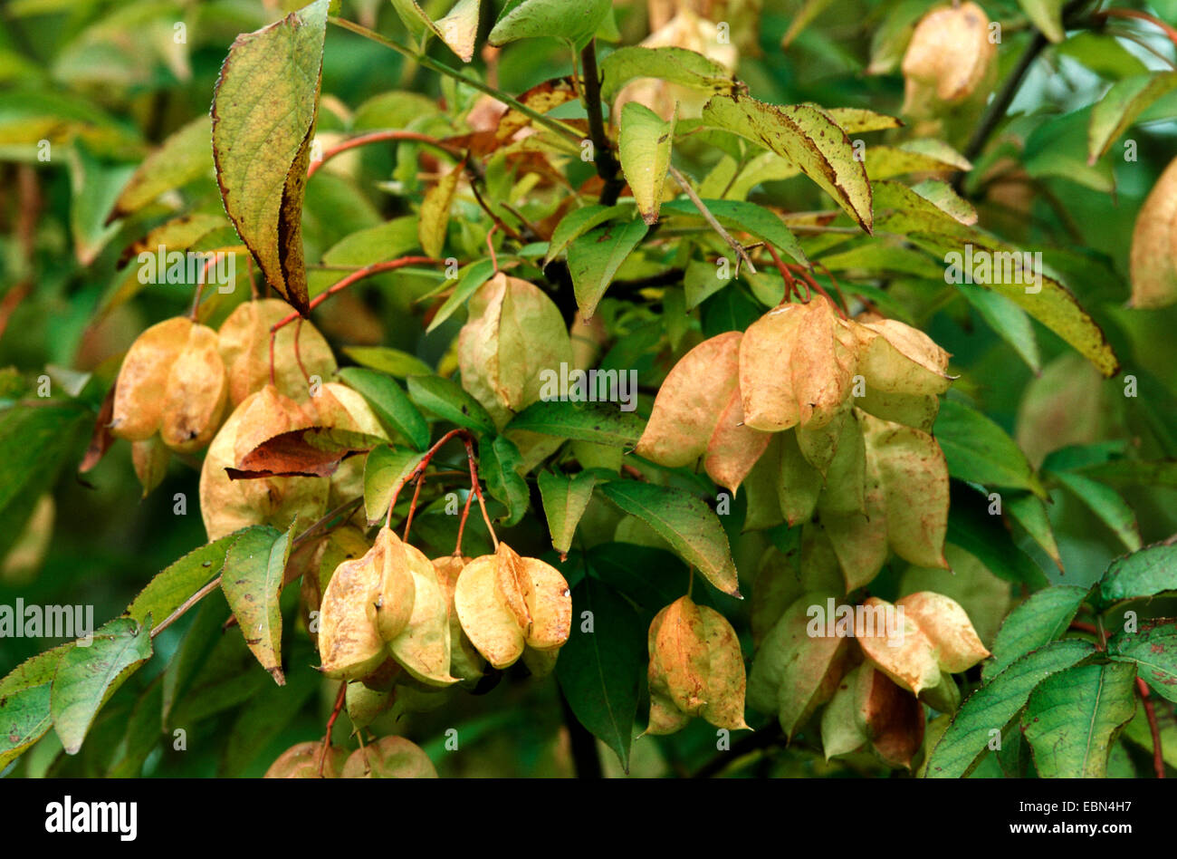 Colchis bladdernut, Bladdernut (Staphylea colchica), mature fruits ...
