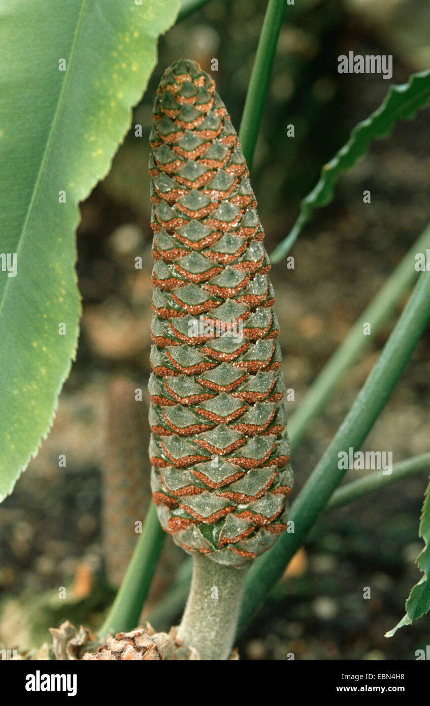 Stangeria (Stangeria eriopus), cone Stock Photo - Alamy