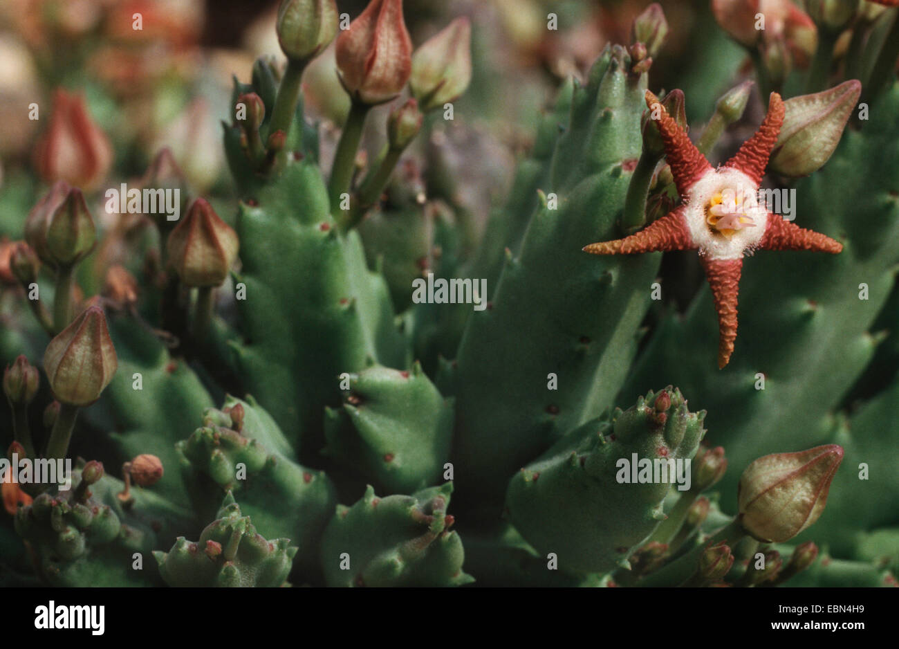 Stapelia flavopurpurea hi-res stock photography and images - Alamy