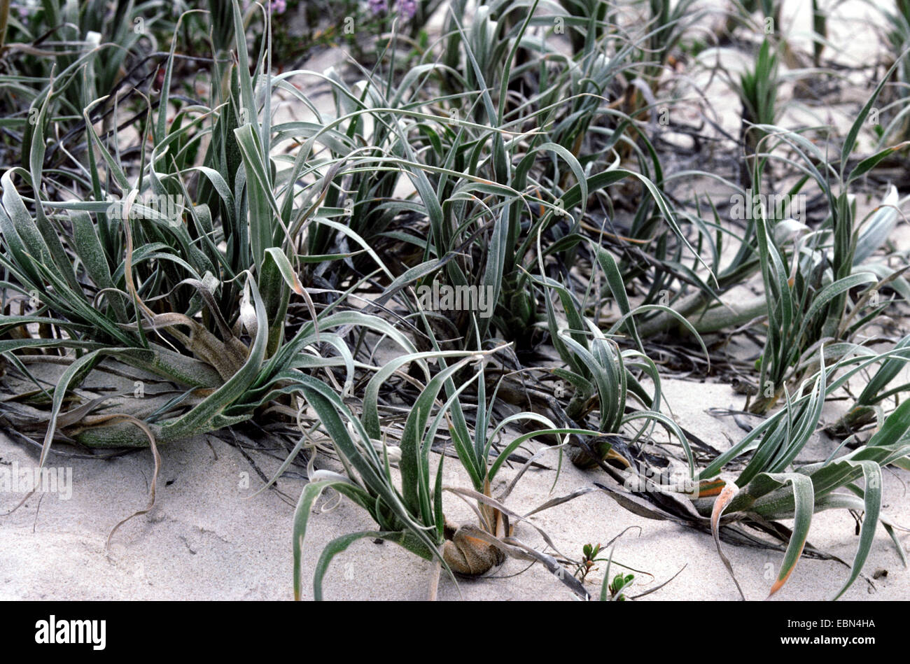 Psammophytes hi-res stock photography and images - Alamy