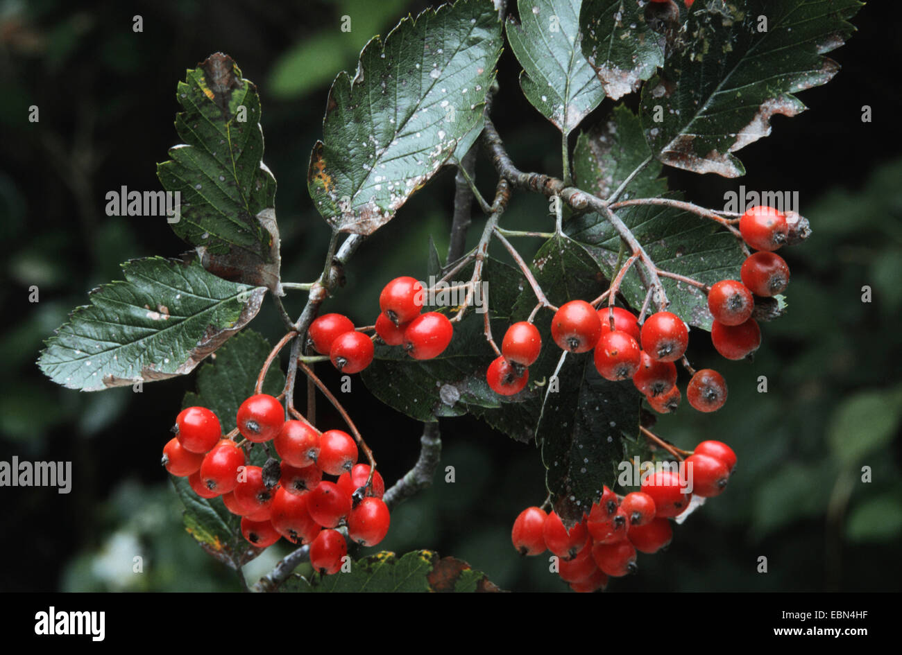 Swedish whitebeam (Sorbus intermedia), twig with mature fruits Stock ...