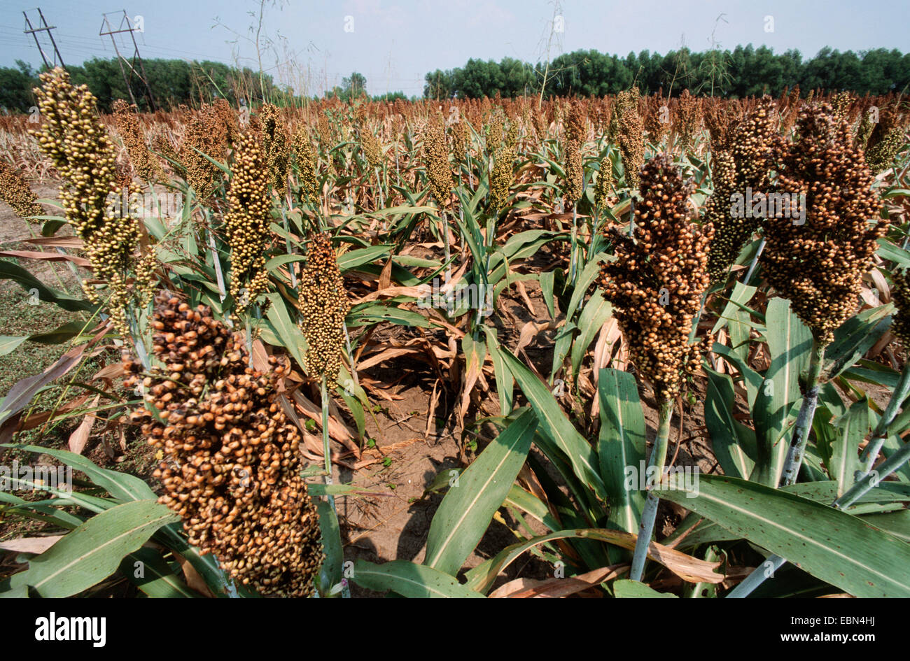 Broomcorn sorghum bicolor field mature hi-res stock photography and ...