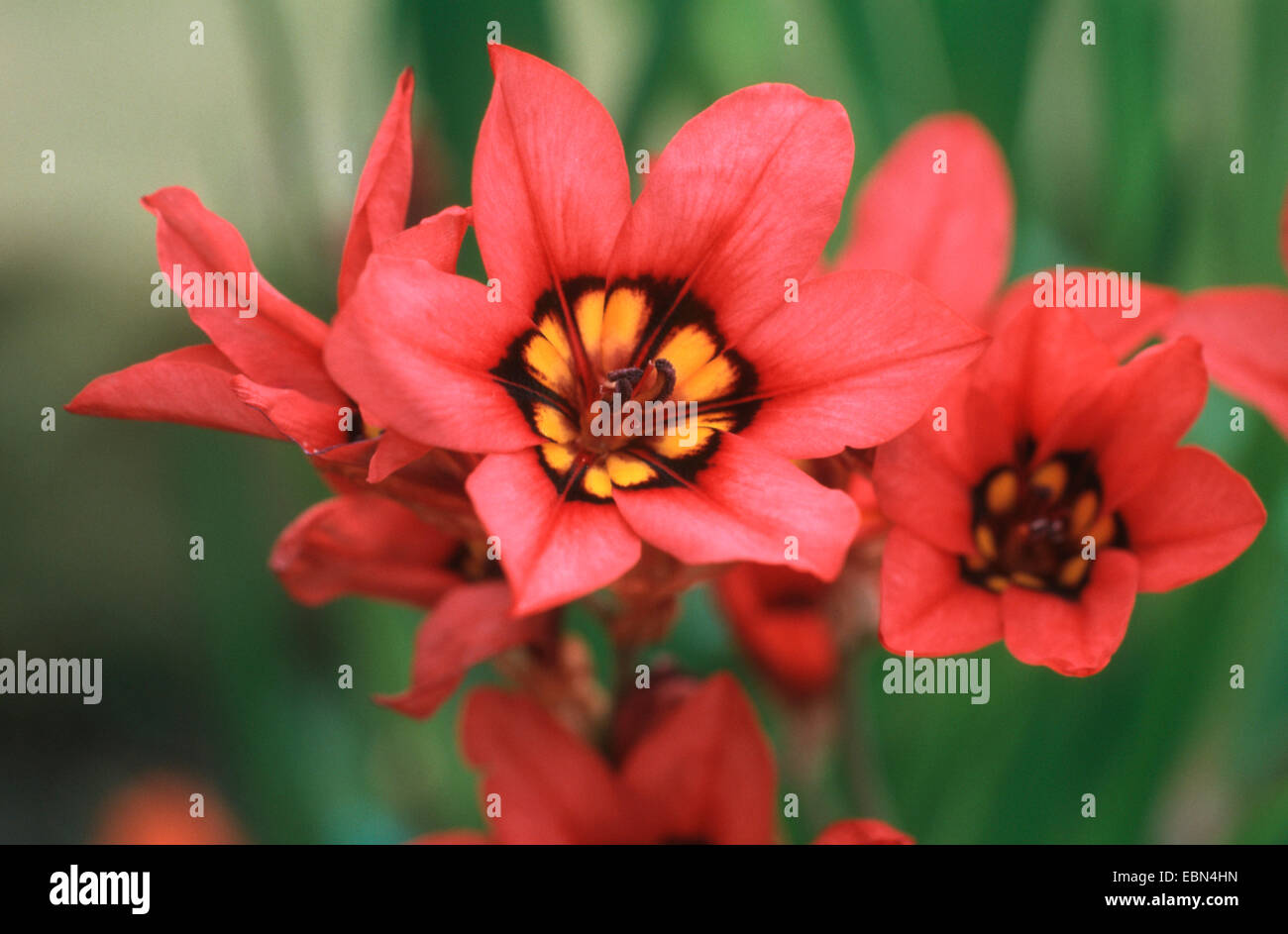 Harlequin flower, Sparaxis (Sparaxis bulbifera), flowers Stock Photo ...