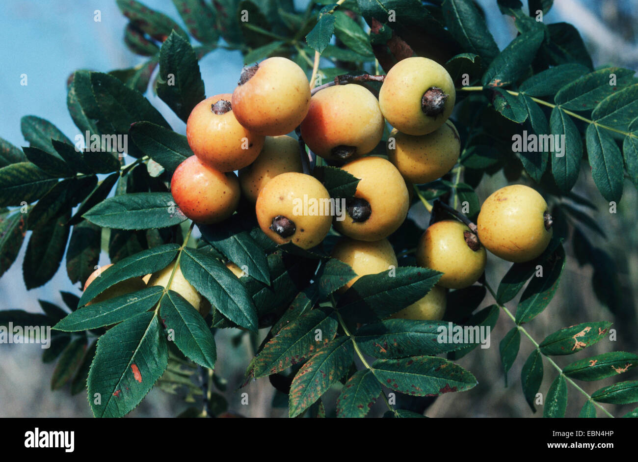 service-tree (Sorbus domestica), mature fruits Stock Photo - Alamy