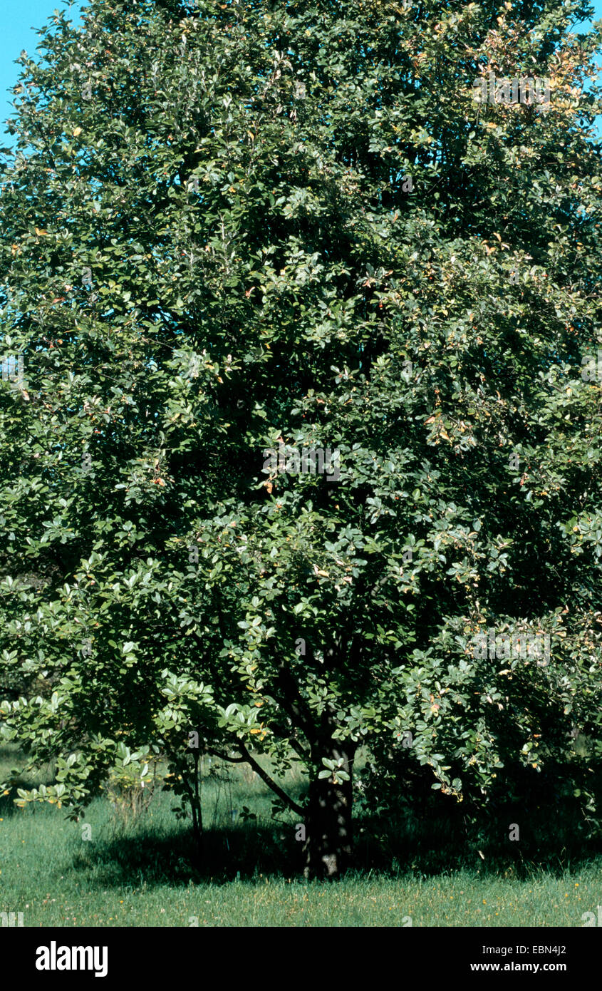 Whitebeam Tree High Resolution Stock Photography and Images - Alamy