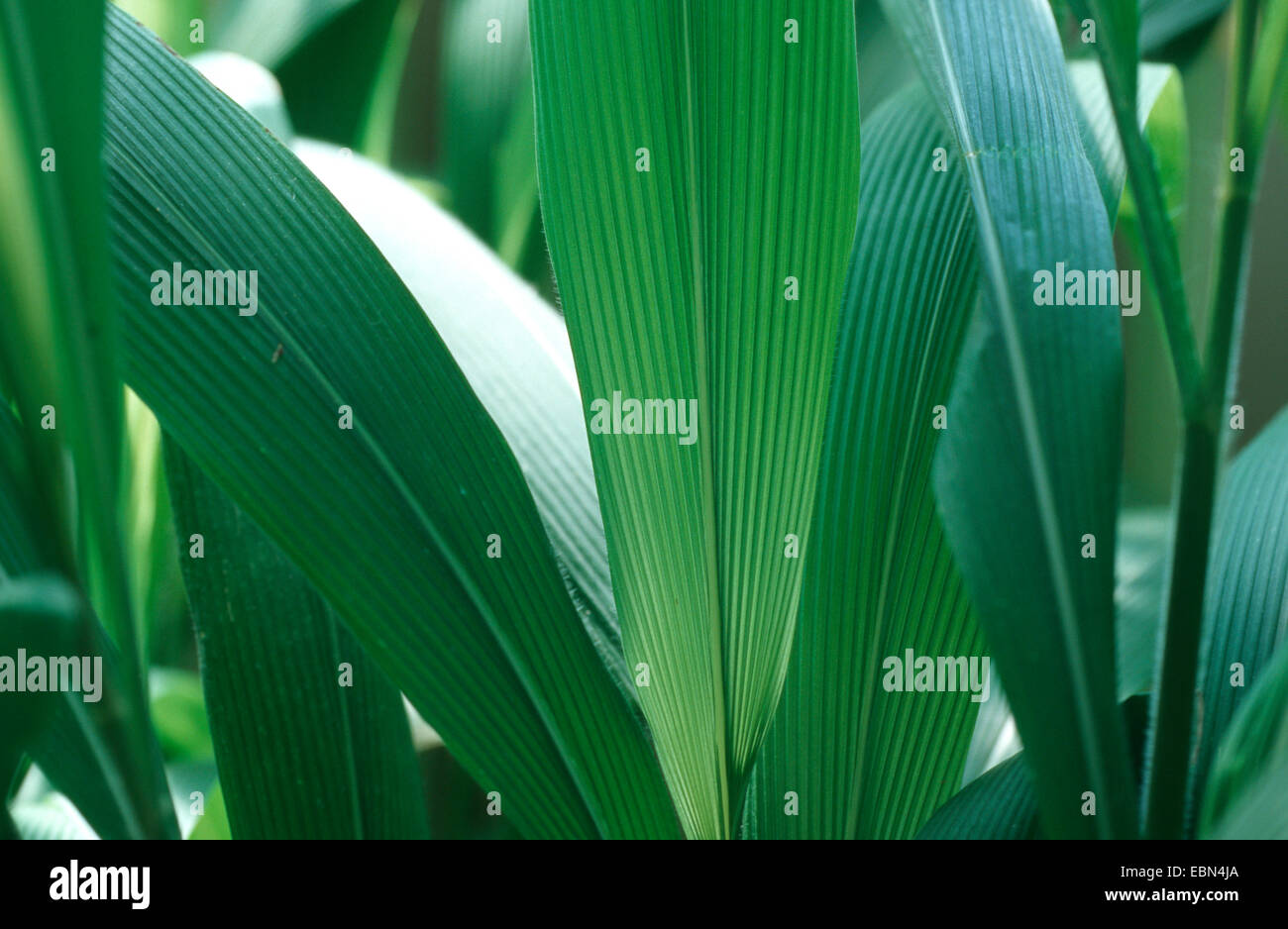 Broadleaved bristle grass hi-res stock photography and images - Alamy