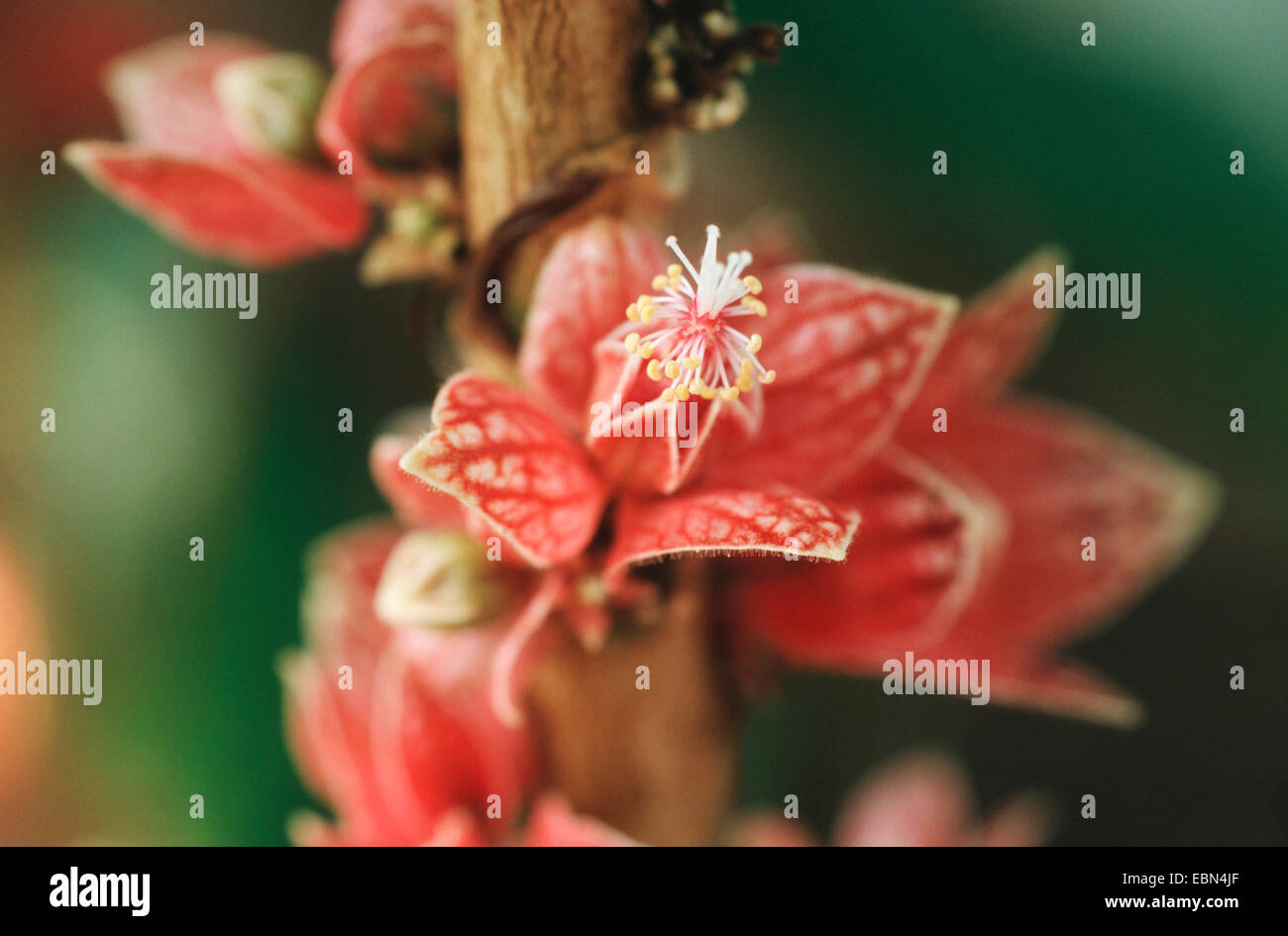Goethea Strictiflora High Resolution Stock Photography and Images - Alamy