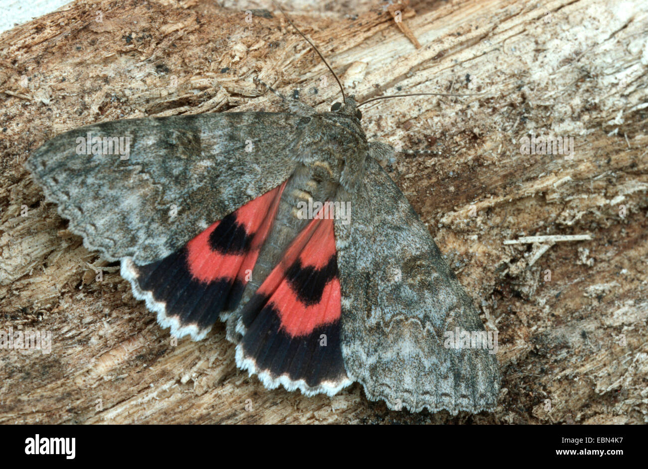 red underwing (Catocala nupta), on dead wood Stock Photo - Alamy