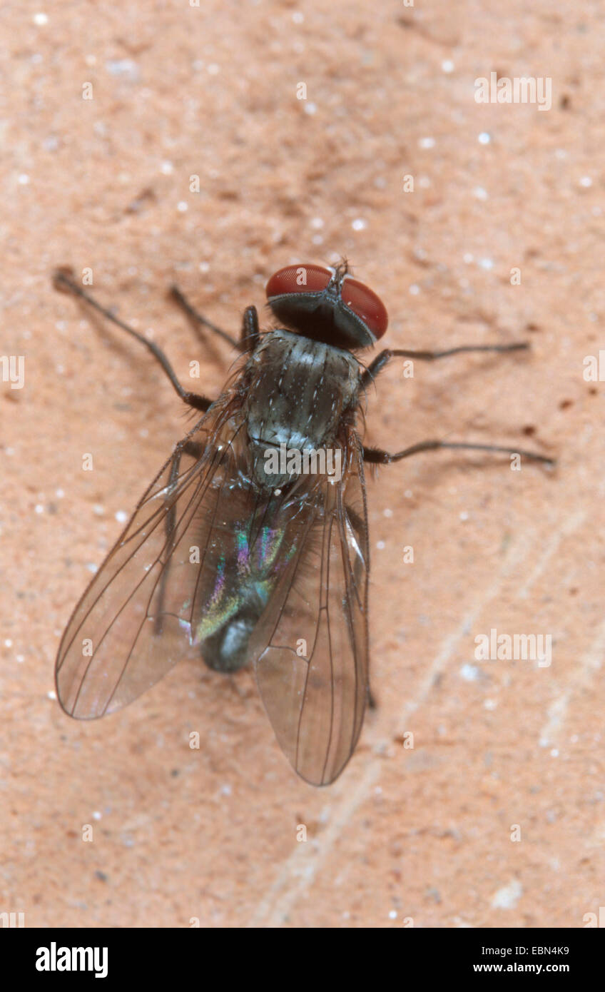 lesser house fly (Fannia canicularis), on a wall Stock Photo - Alamy