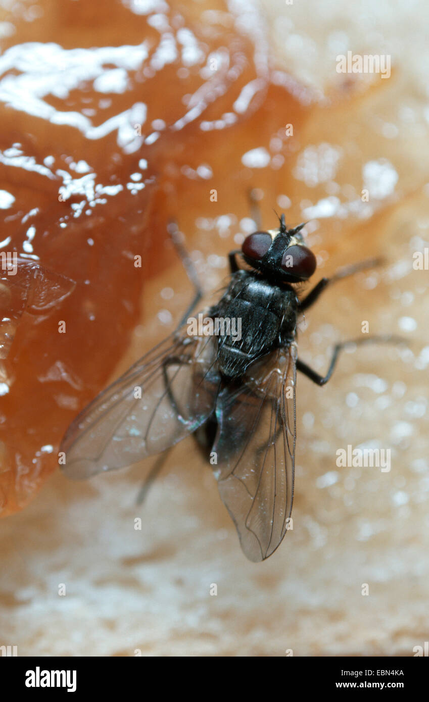 house fly (Musca domestica), on food Stock Photo - Alamy