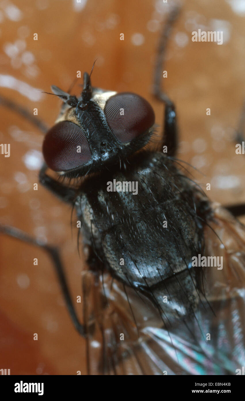 house fly (Musca domestica), on food Stock Photo - Alamy