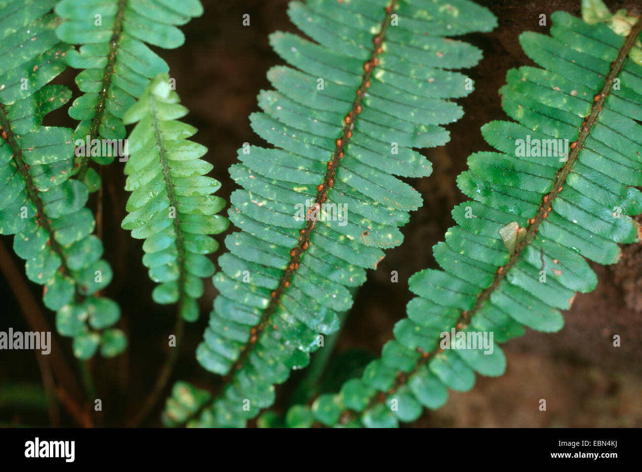Narrow sword fern, Fishbone Fern, Southern Sword Fern. Ladder Fern ...