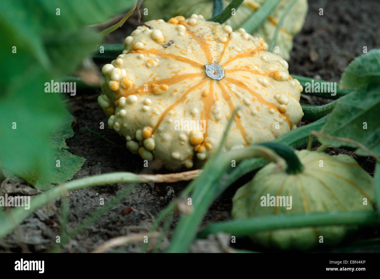Microcarpina hi-res stock photography and images - Alamy