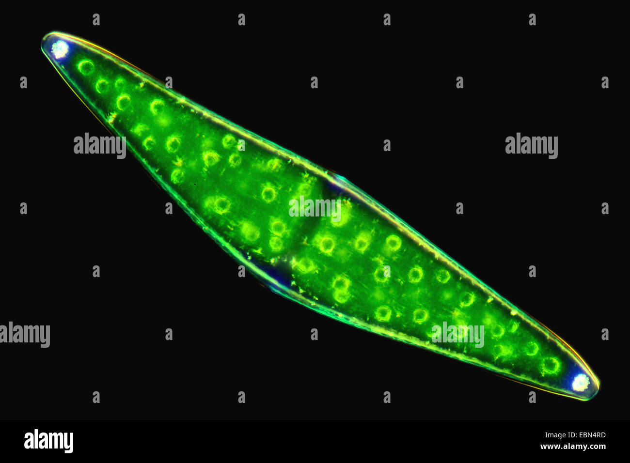 Closterium hi-res stock photography and images - Alamy