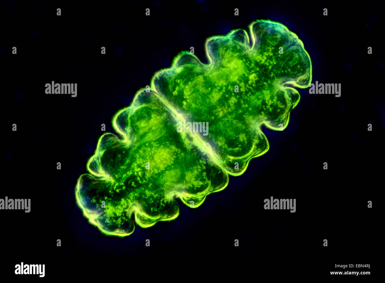 Euastrum euastrum spec in darkfield hi-res stock photography and images ...