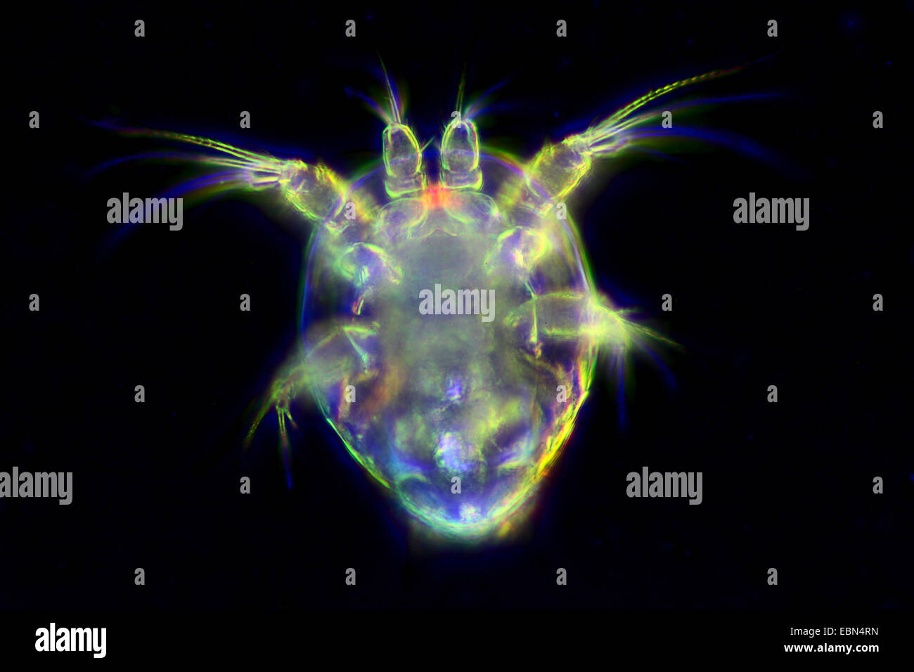 Nauplius larvae hi-res stock photography and images - Alamy