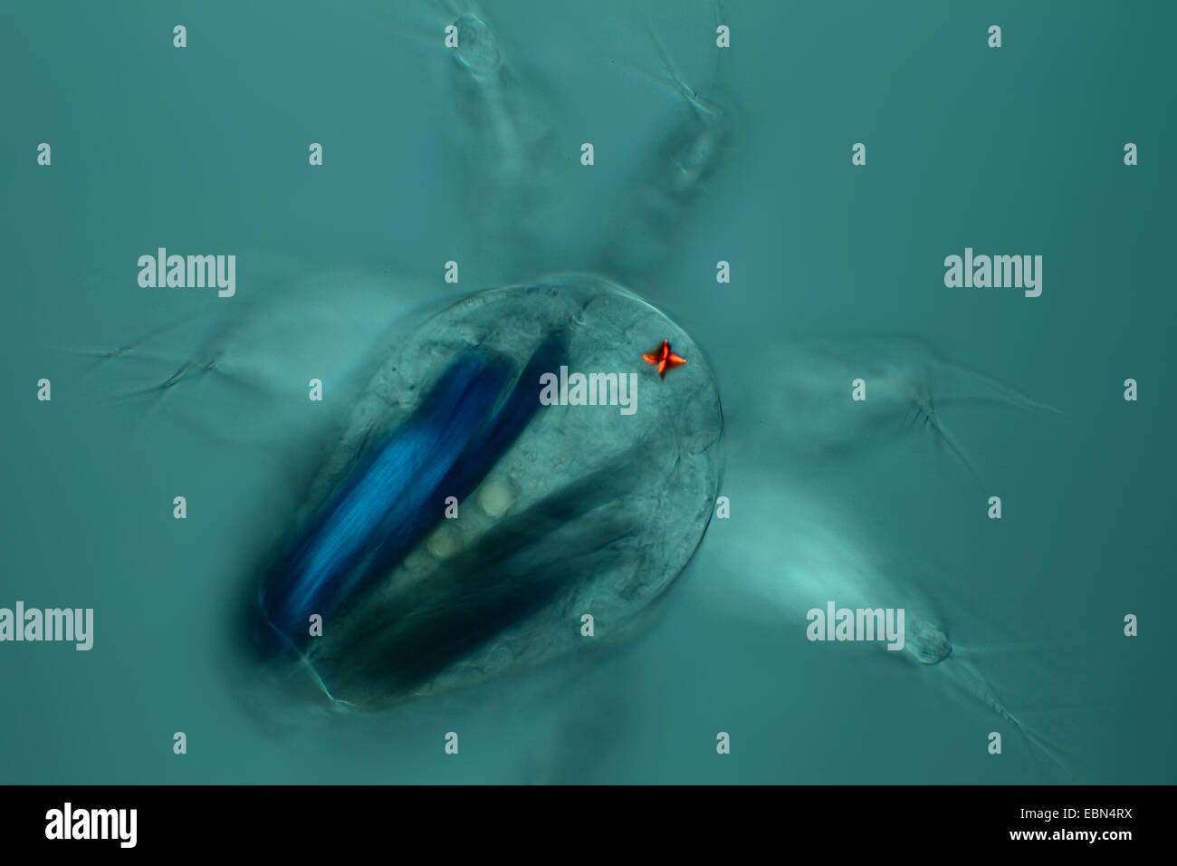 Nauplius in polarized light Stock Photo - Alamy