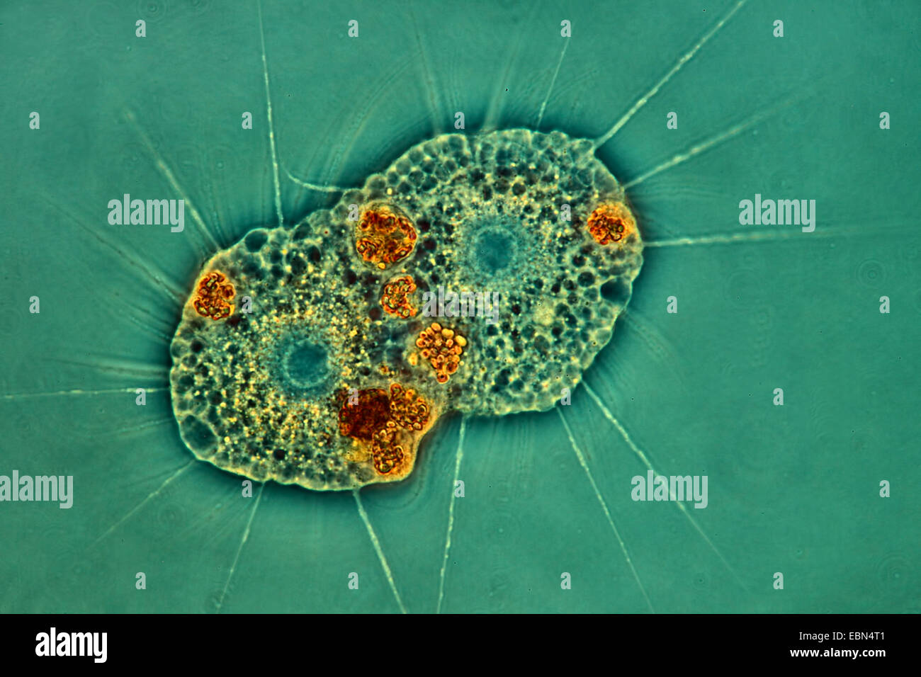 Leeuwenhoek Animalcules
