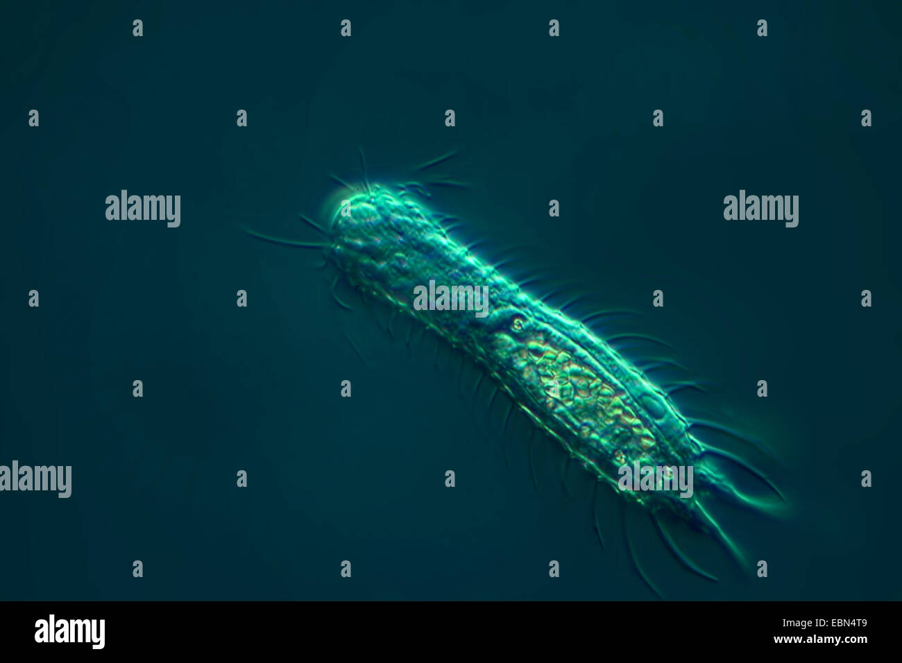 Gastrotricha hi-res stock photography and images - Alamy