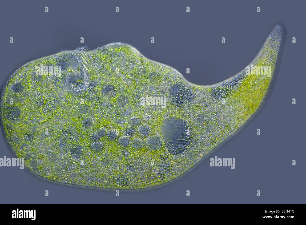 Animal cells light microscope hi-res stock photography and images - Alamy