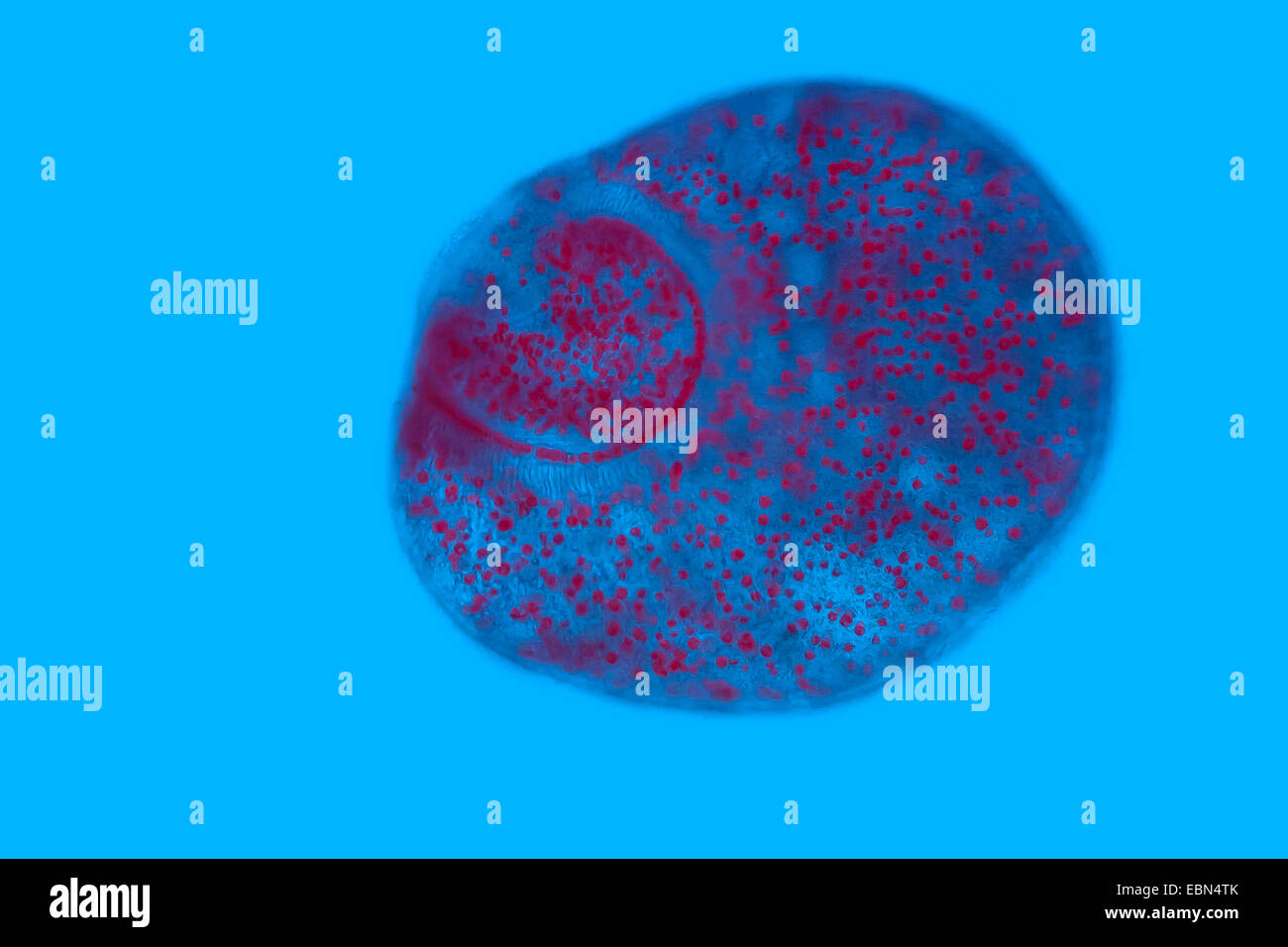 Stentor anatomy hi-res stock photography and images - Alamy